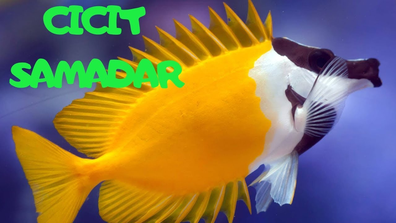 Memelihara Cicit Samadar / Keeping Foxface Lo fish ( Siganus Vulpinus ...
