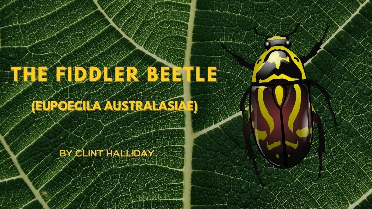 The Fiddler Beetle - YouTube