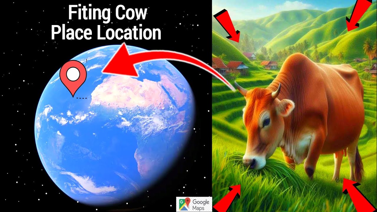 I Found Fiting Cow 🐄 Places Location Google Earth and Google Maps # ...