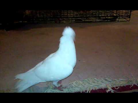 Birds reactions to noises. - YouTube