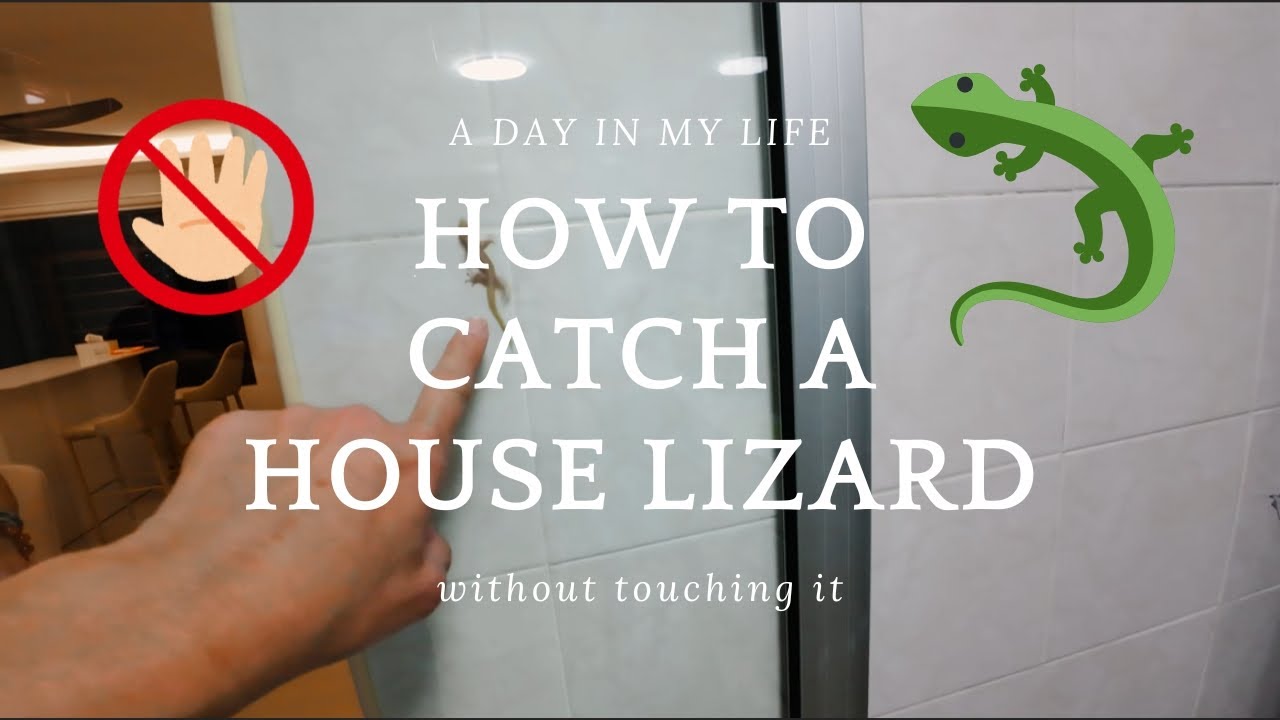 How to catch a house lizard without touching it - YouTube
