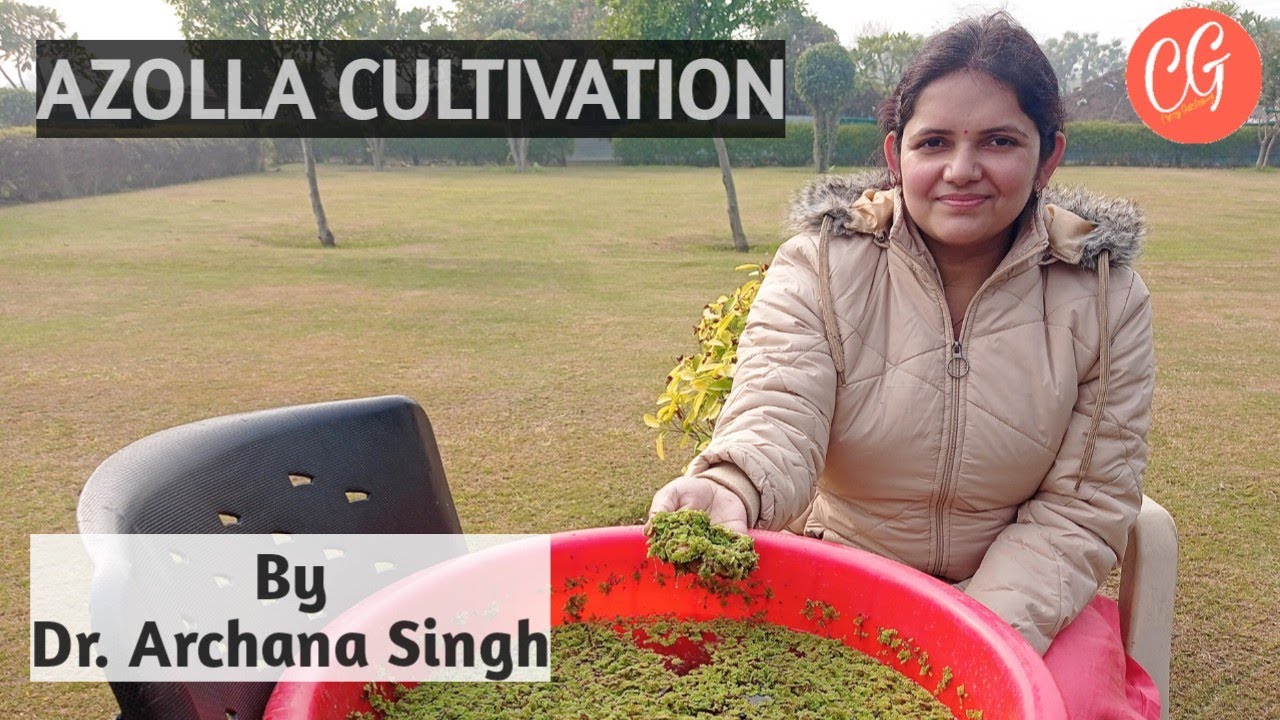 AZOLLA CULTIVATION | Ajola | Animal feed | Organic Green manure azola ...