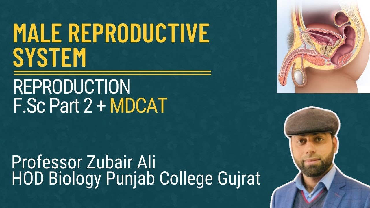 Male Reproductive System|Ch#18 Lec#1|MDCAT &F.ScII& Federal|Zubair Ali ...