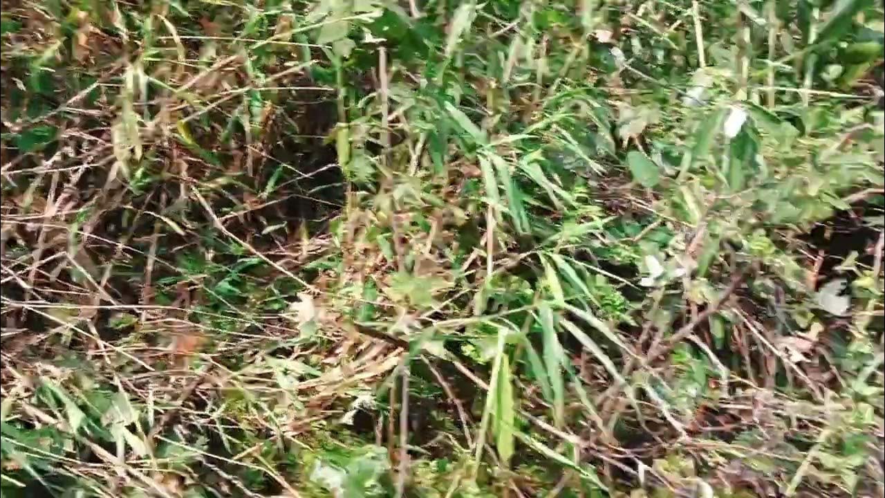 Hnub no mus luaj teb os - YouTube