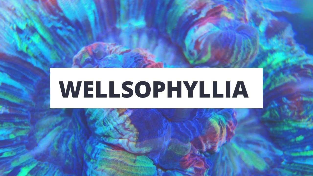 Wellsophyllia Brain Coral at Elite Reef of Denver, Colorado - YouTube