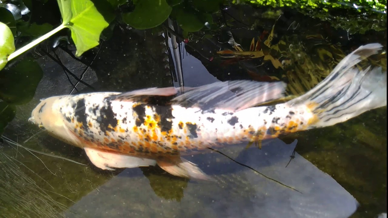 Estanques de koi - YouTube