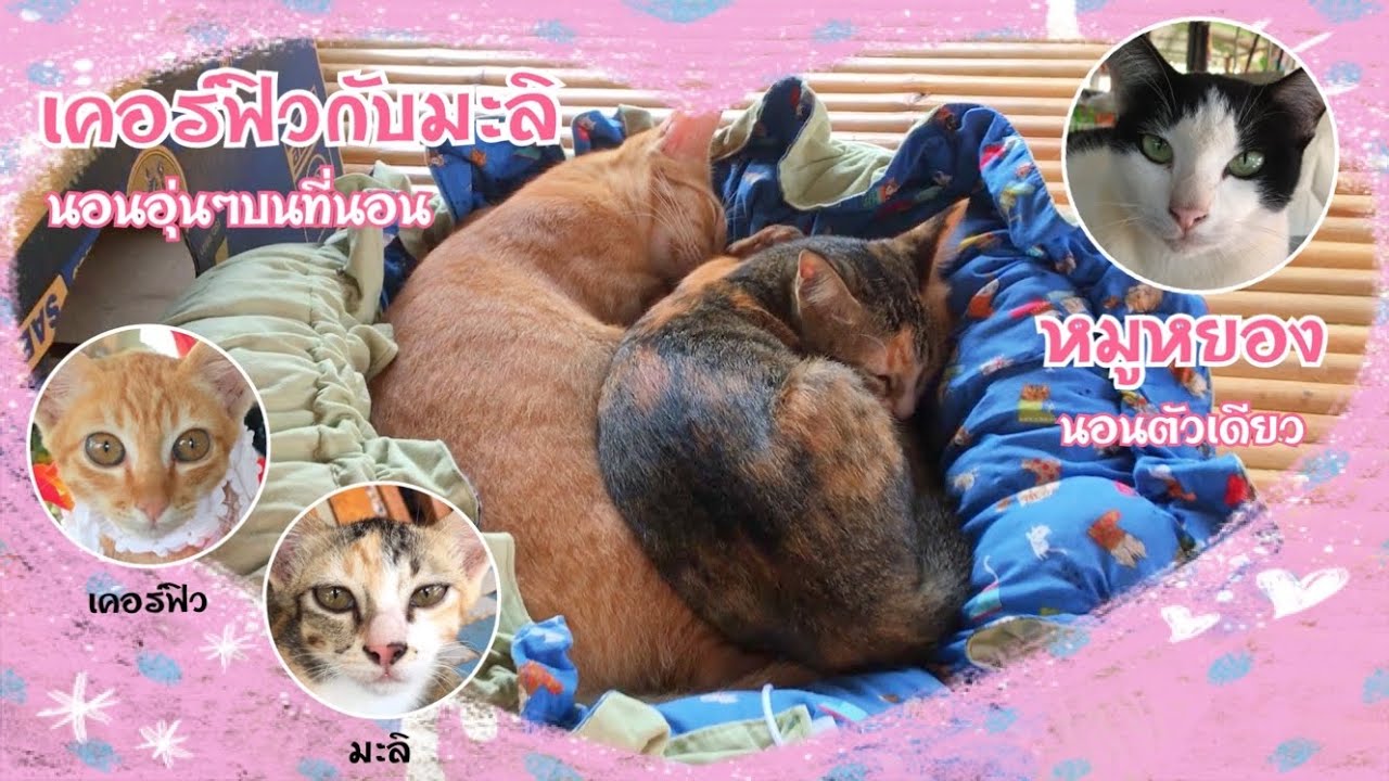 CAT || เคอร์ฟิวกับมะลินอนบนที่นอน หมูหยองนอนตัวเดียว || Aui & Cat - YouTube