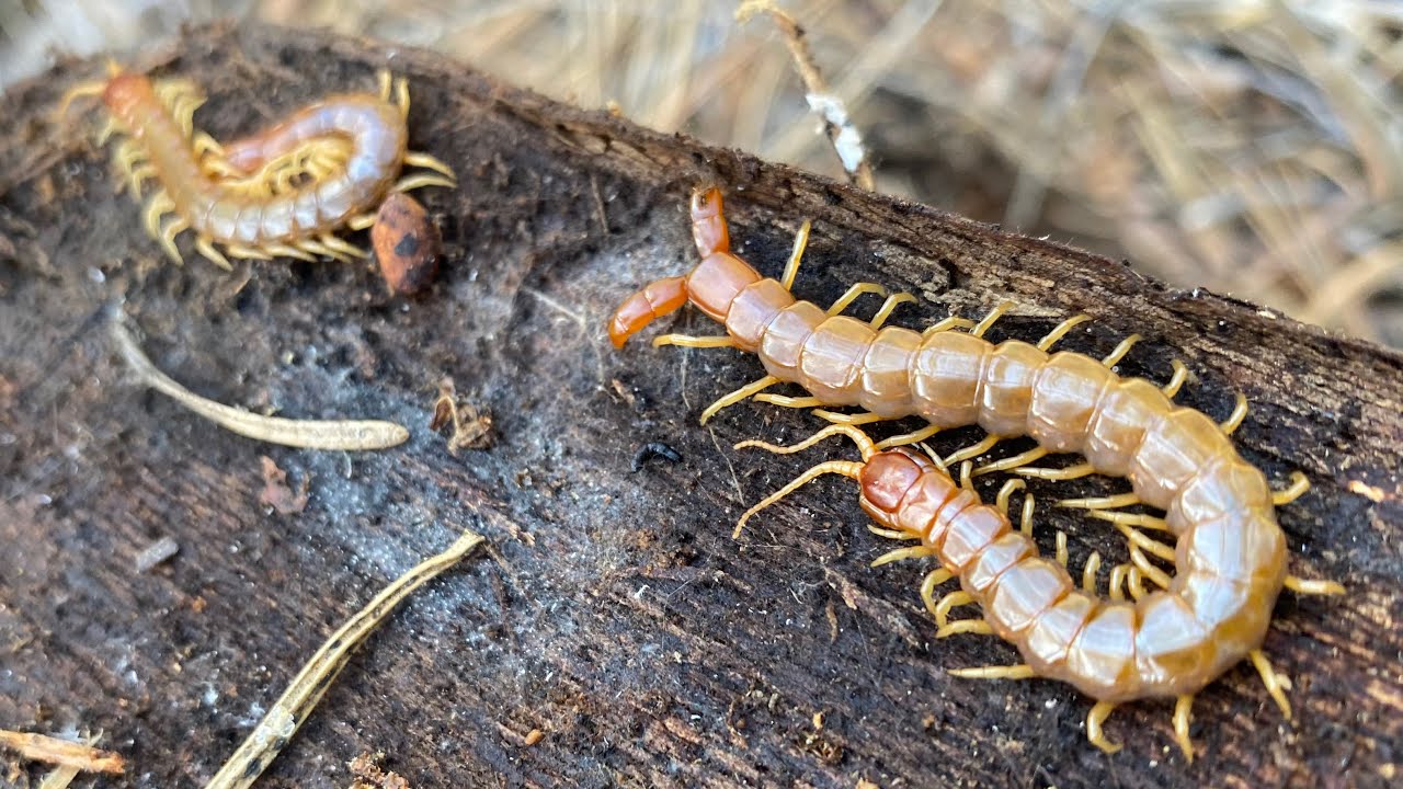 Looking for California Forceps Centipedes - YouTube