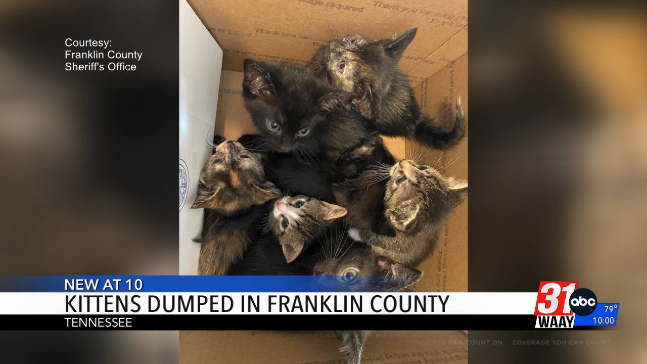 Animal Overload in Franklin County, TN - YouTube