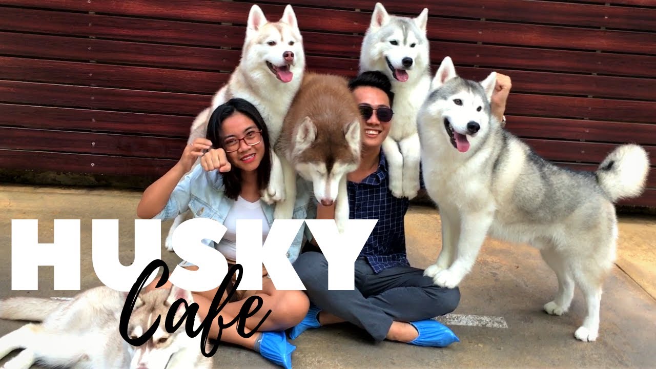 Husky Cafe in Bangkok, Thailand - YouTube