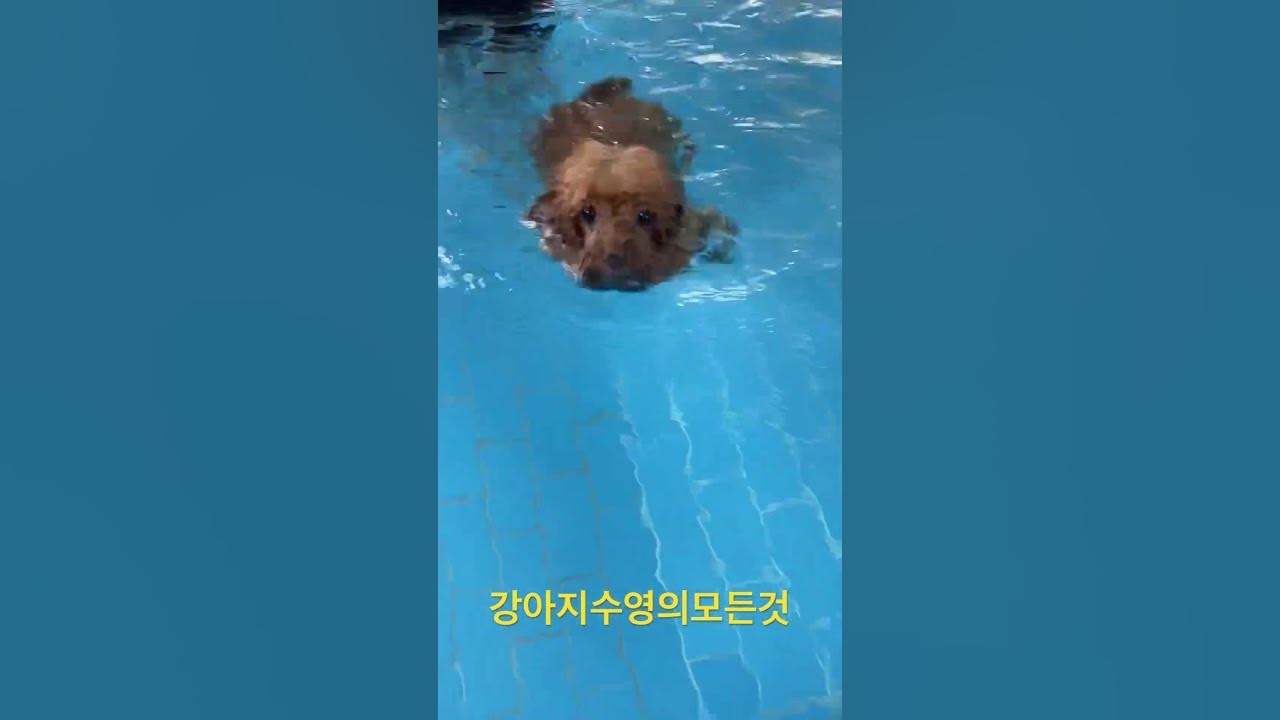 세상에서 가장빠른 Youtube