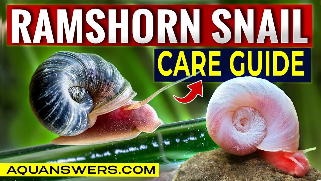 Ramshorn Snails: The Ultimate Guide to Care, Benefits & Aquarium Setup ...