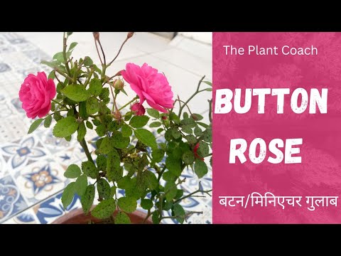 Button rose plant total care // fertilizer for button rose - soil ...