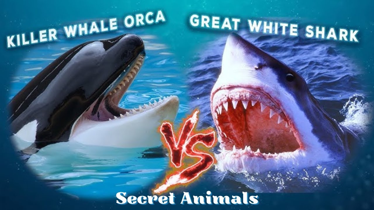 Killer Whale Orca vs Great White Shark | Secret Animals - YouTube