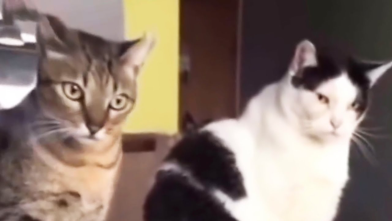 Cats Doing Funny Things: A Compilation Video - YouTube