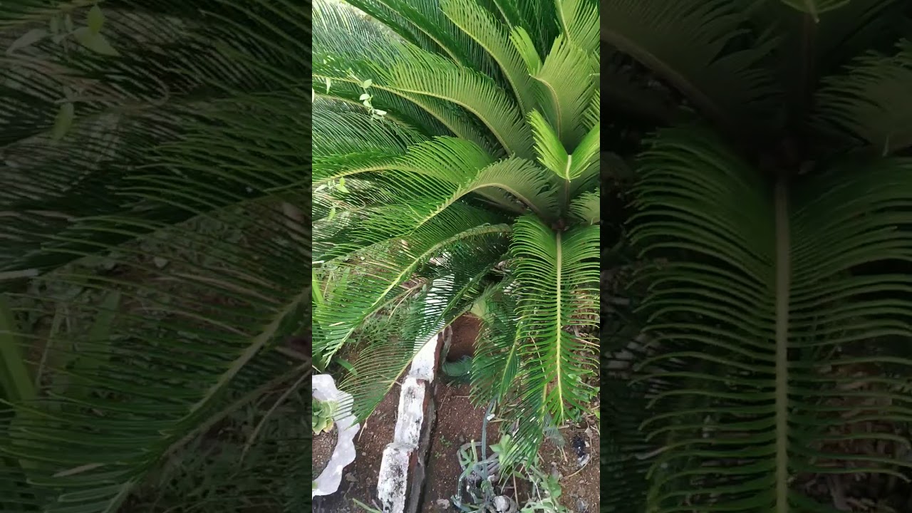 Beautiful sykas tree - YouTube