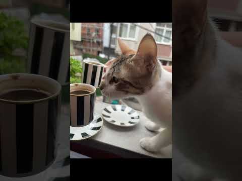 #keşfet #kahve #keşfetedüş #coffee #keşfetaçıl #öneçıkar #keşfetbeniöneçıkar #capcut #kedi