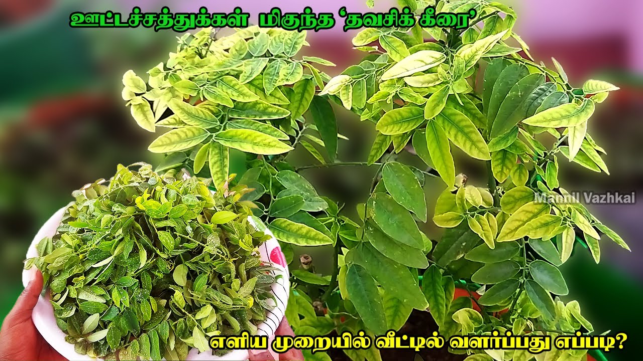 தவசிக் கீரை வளர்ப்பு | Thavasi Keerai/ Multivitamin Keerai grow through ...