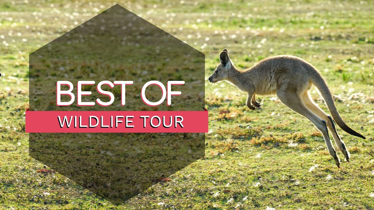 The Best Of Wildlife Tour YouTube the-best-of-wildlife-tour-youtube