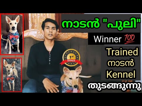 Winner🎖️🏆🎖️നാടന്‍ പെണ്ണ് "പുലി"😍😍 : Intelligent Nadan dog Training ...