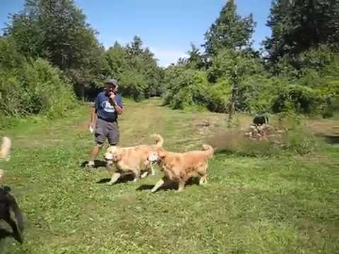 Bush Hill farm - YouTube