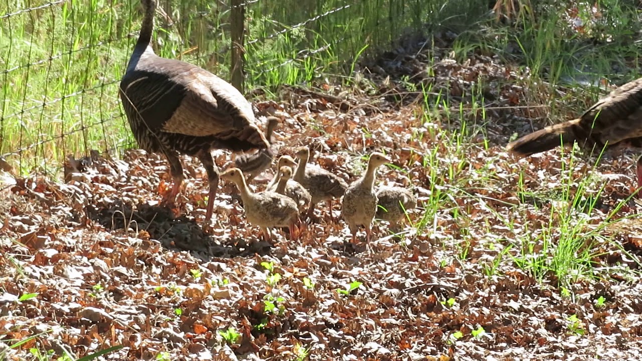 Turkey Hens + Chicks, June 19, 2019 - YouTube