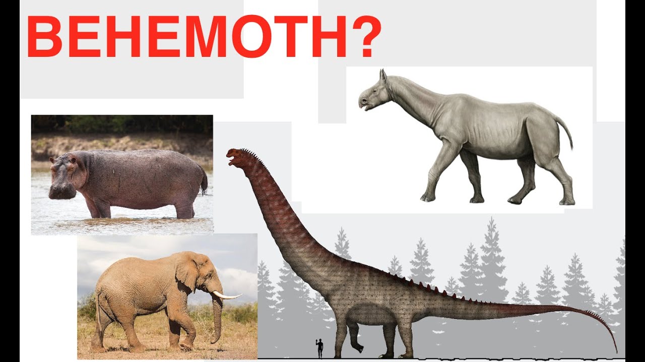 WHAT IS THE BEHEMOTH IN THE BIBLE??? - YouTube