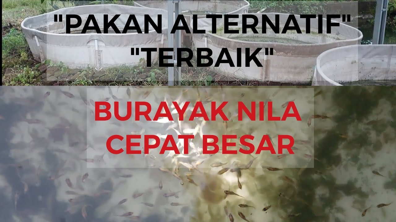 DIJAMIN!! DENGAN PAKAN INI BURAYAK NILA CEPAT BESAR || NILAQDUS - YouTube