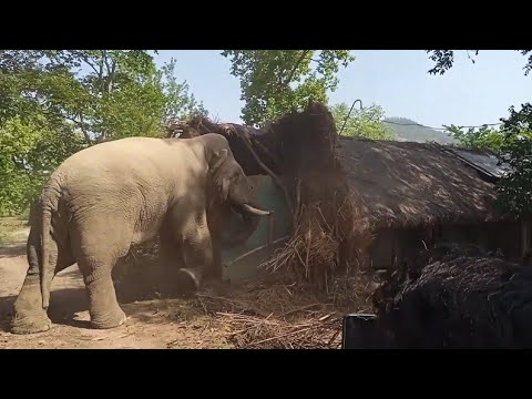 Indian elephant how to elephant attack video damage house - YouTube