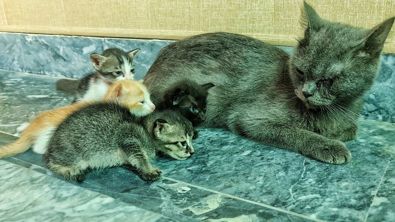 Jasmine Cat is not at all happy to see Rescued kittens in the house ...