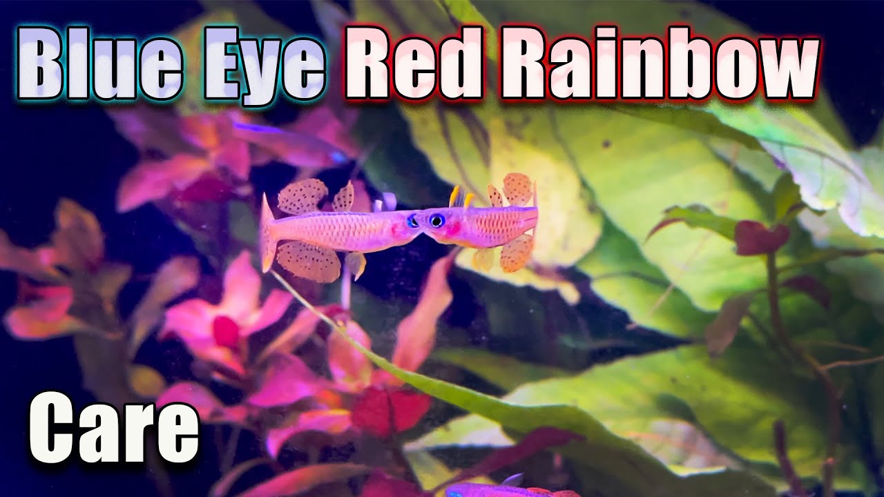Tiny Little Show-Off! Blue Eye Red Rainbow Fish Care - YouTube