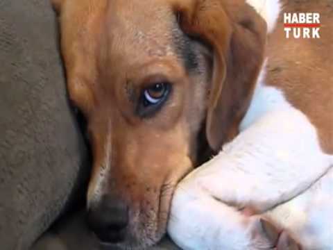 Suçluluk duygusu çeken köpekler :)