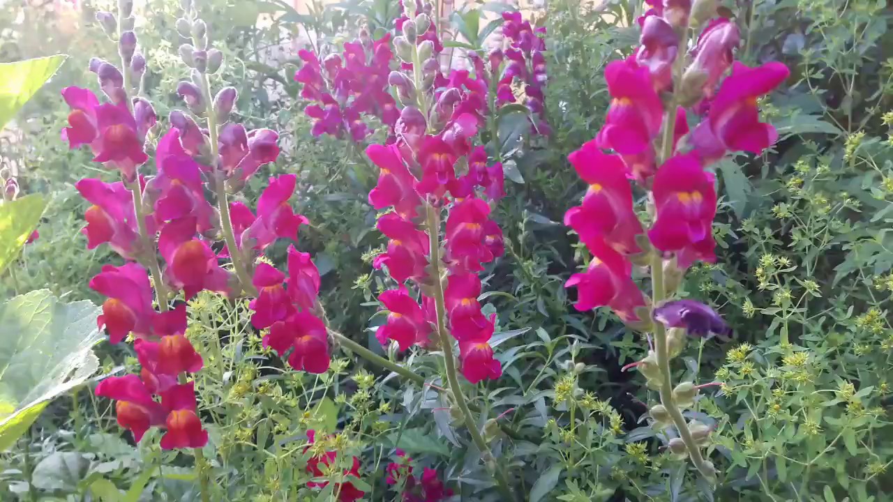 Toadflax Flower - Mixed Colour Toadflax - Lineria Vulgaris - YouTube