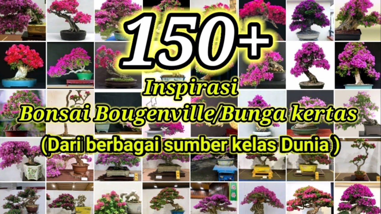 150+Inspirasi Bonsai Bougenville/Bonsai bunga kertas - YouTube