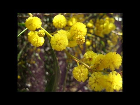 Acacia Saligna in Spring - YouTube