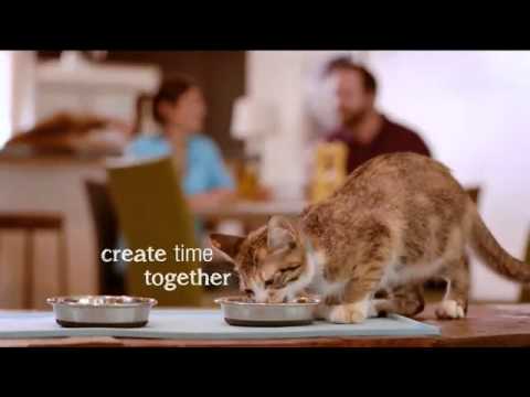 PetSmart TV Commercial, Create Time Together - YouTube