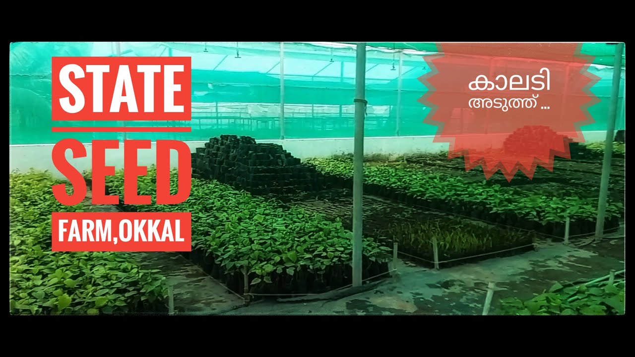 STATE SEED FARM, OKKAL.....സീഡ് ഫാം, ഒക്കൽ - YouTube