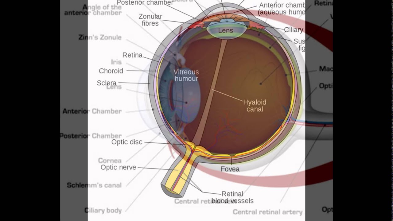 Labeled Diagram Of Human Eye - YouTube