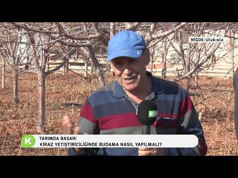 TARIMDA BAŞARI | KİRAZ YETİŞTİRİCİLİĞİ BİTKİ BESLEME ÜRÜNLERİ KULLANIMI