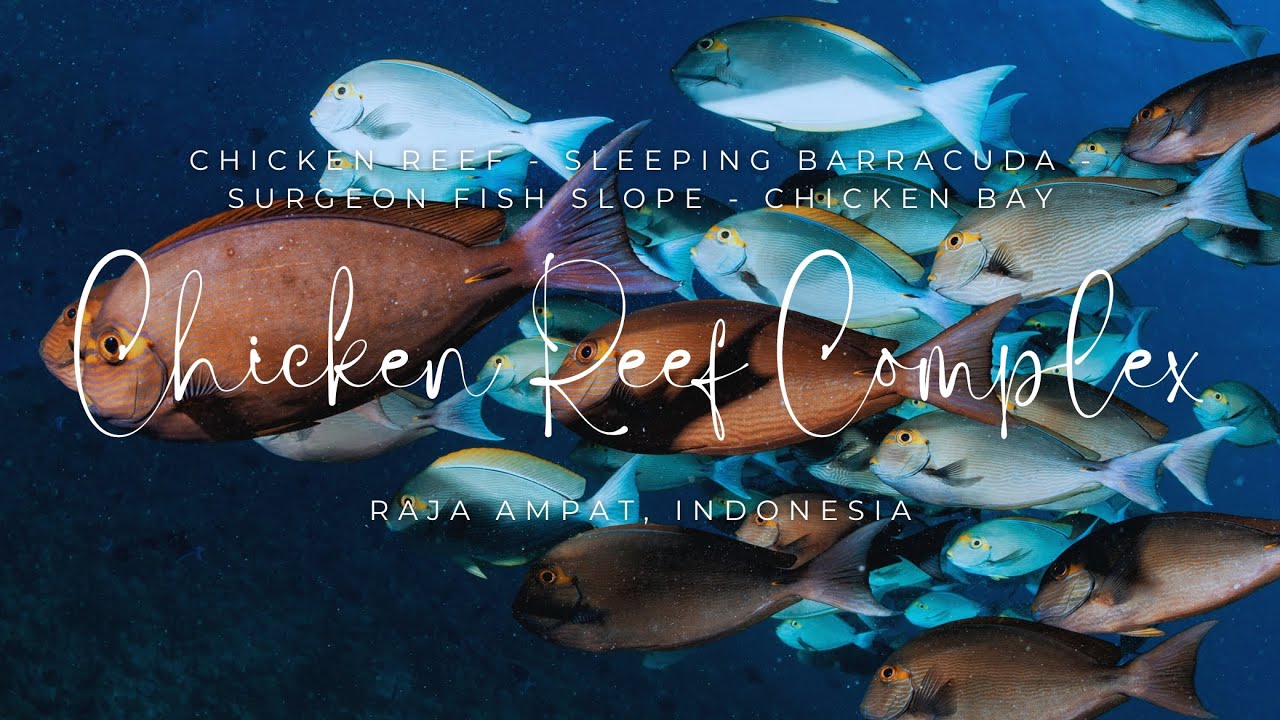 Chicken Reef Complex - Raja Ampat #rajaampat #scubadiving - YouTube