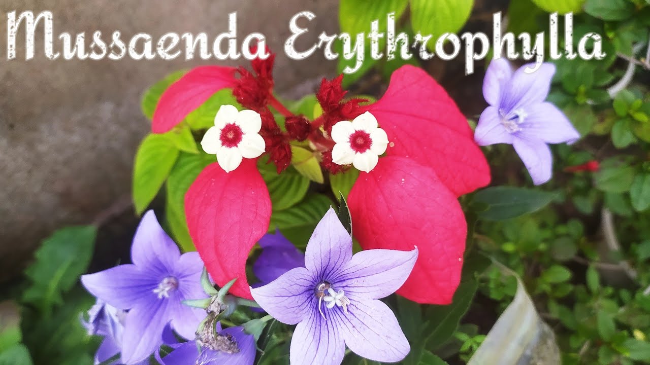 Mussaenda Red permanent flower plant, 3 महीने में दूसरी बार खिला है ...