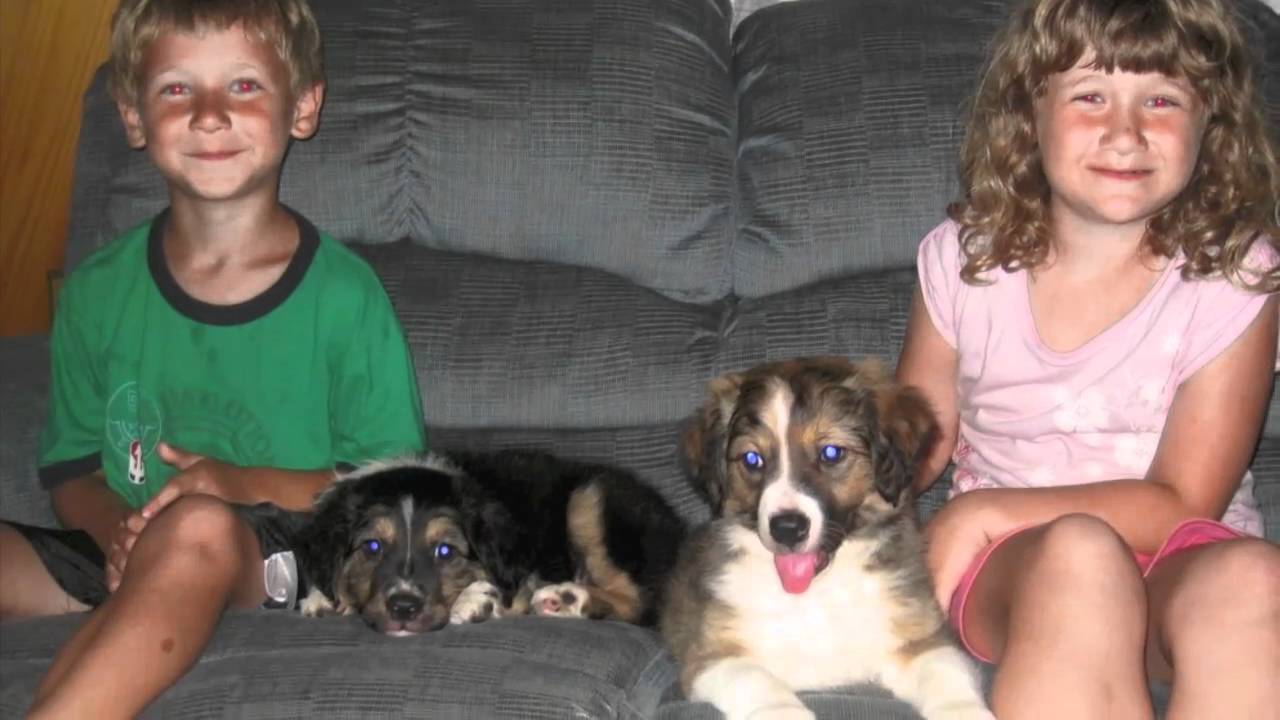 AppleYard English Shepherd Kids and Pups - YouTube