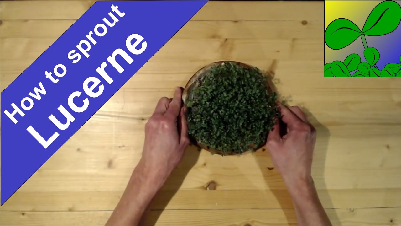 Sprouting Lucerne to microgreens, the phase when it is most nutritious ...