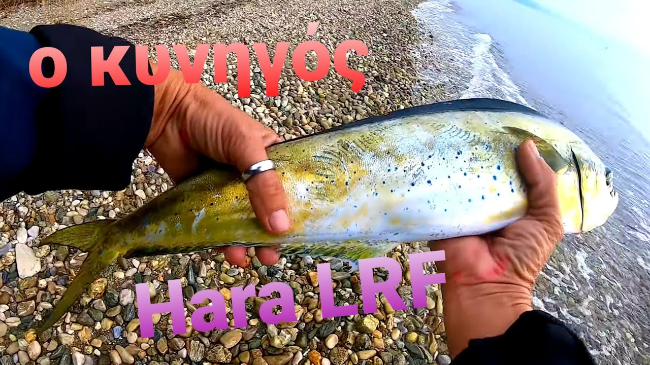 ο κυνηγός πιάστηκε - the hunter fish was caught - LRF Spinning ...