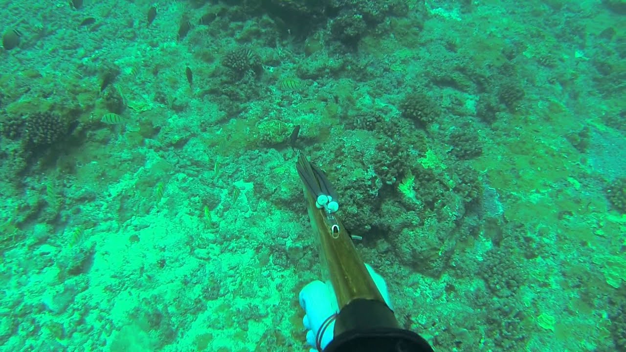 Hawaii Spearfishing: Invasive Invasion - YouTube