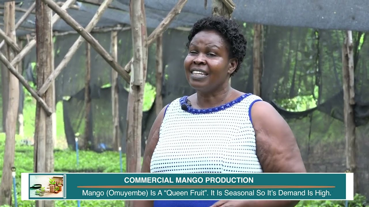 Successful Mango production & How To Increase Mango Growth - YouTube