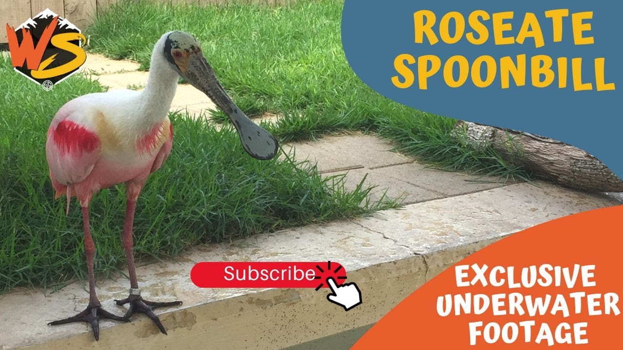 Rosette Spoonbill Facts! How Do They Use Their Spoon To Feed? - YouTube
