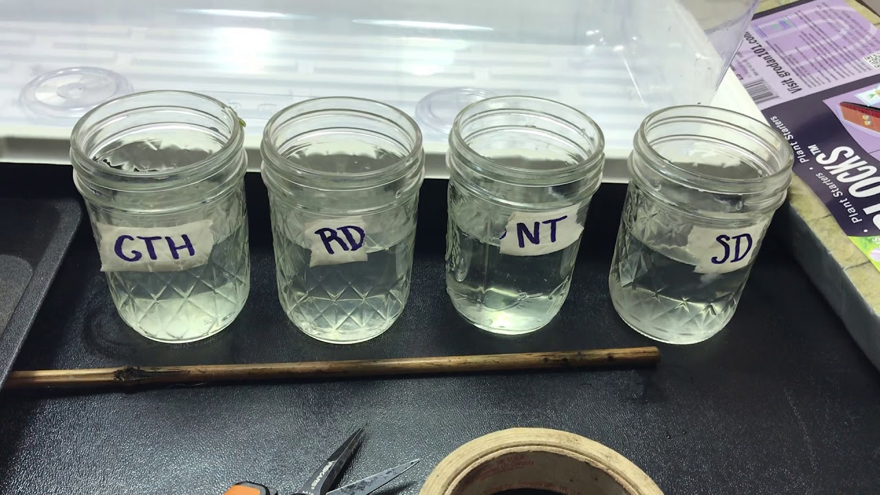 Cloning cannabis with Aloe Vera - YouTube