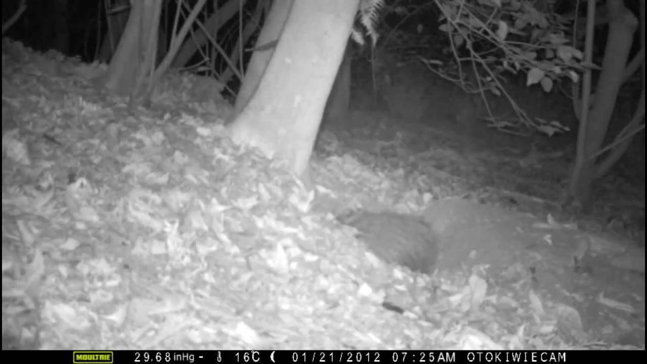 Brown Kiwi Digging her Burrow - YouTube