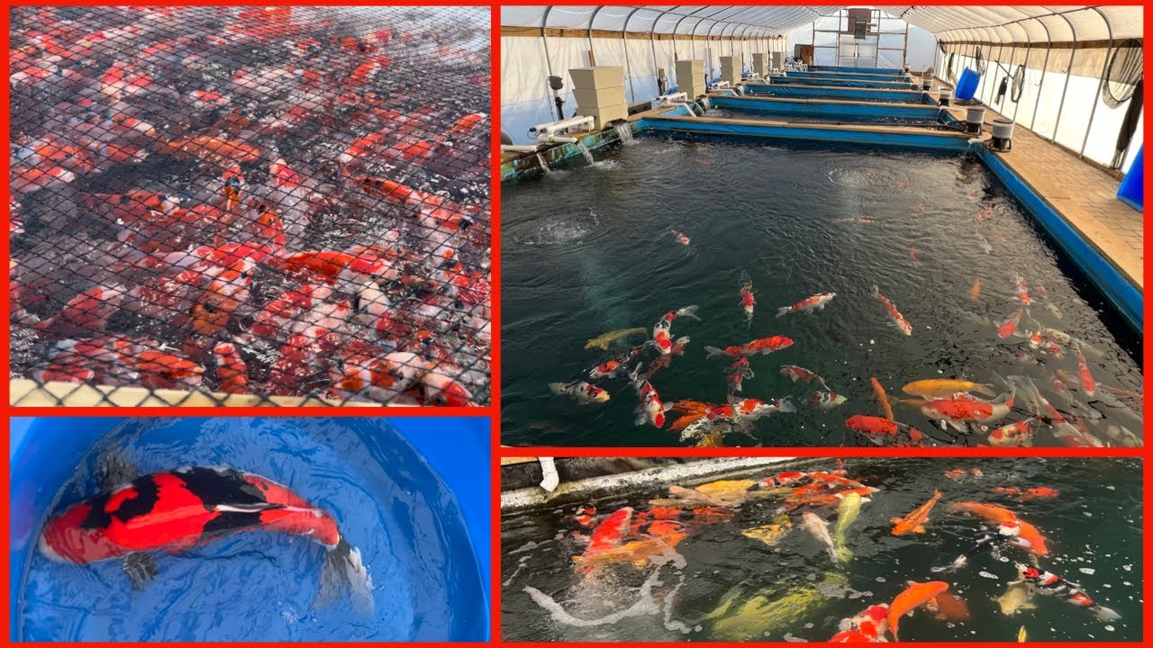 FOLLOWING UP $3,000,000 KOI SHIPMENT - YouTube